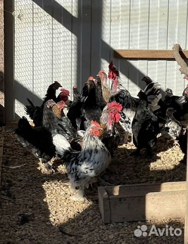 Куры бентамки