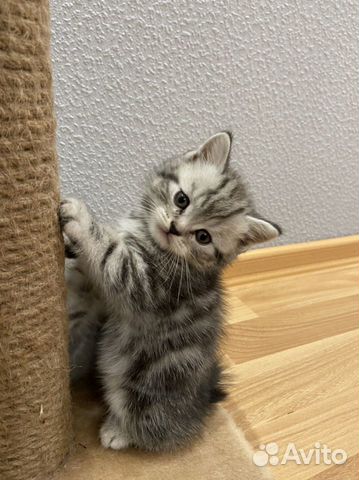 Британский кот