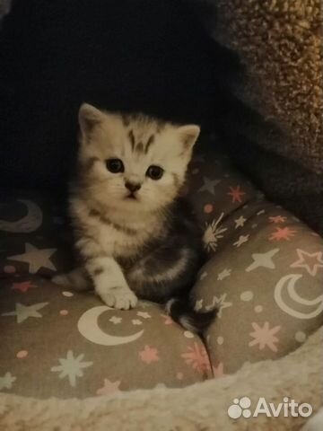 Очаровательная британка