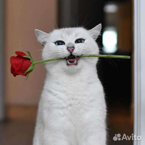 Кошка принесёт в ваш дом счастье