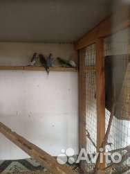 Фазаны алмазный есть