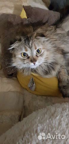 Вислоушка девочка Ника 1год привита стерилизованна