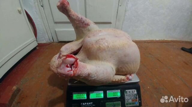 Продам индюков на мясо на 350 р кг