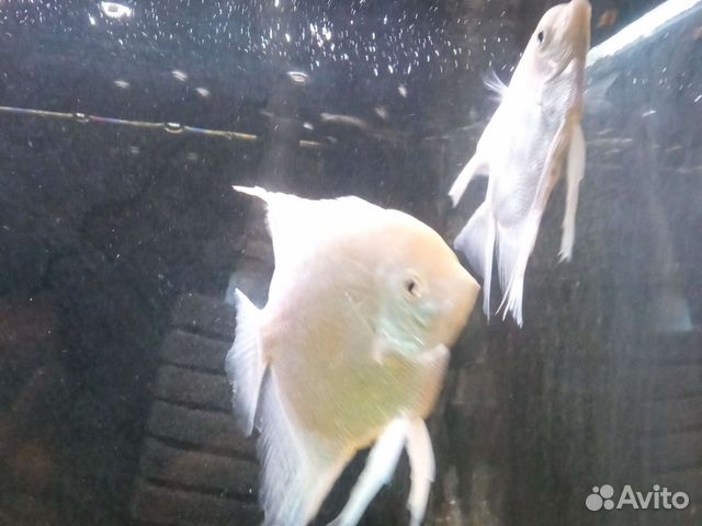 Аквариумные рыбки бесплатно