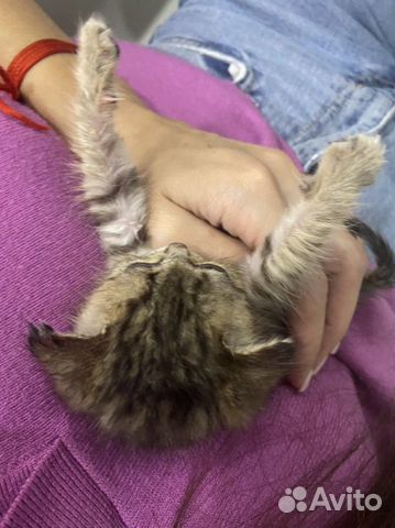 Котенок счастливчик