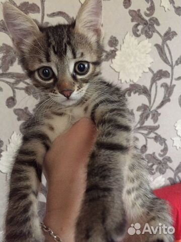 Котенок тигренок