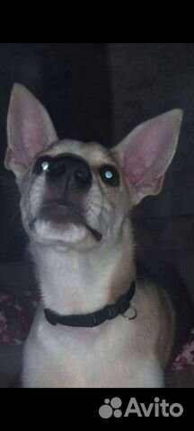 Собака в добрые руки,бордер терьер