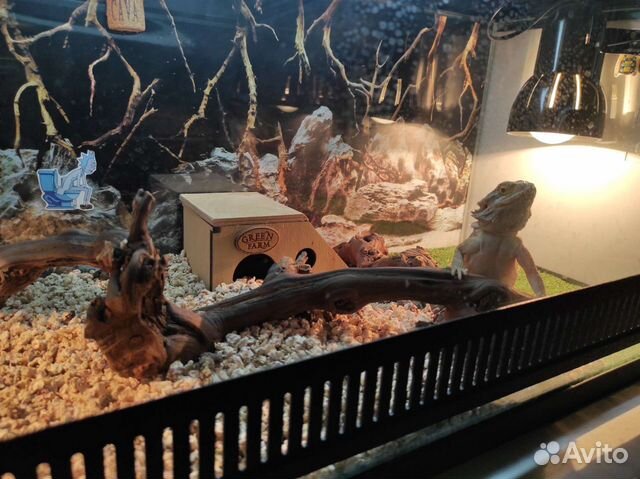 Бородатая агама