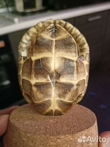 Черепаха