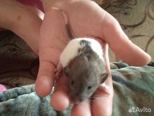 Крыса дамбо