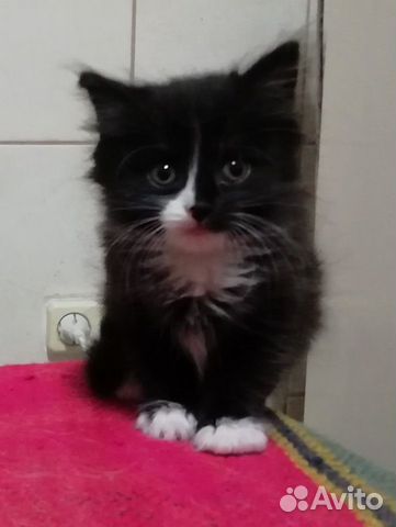 Котята в добрые руки бесплатно