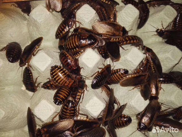 Блаптика Тараканы живой корм