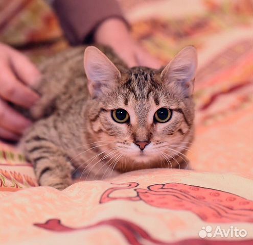 Кошка стала мишенью для собаки. Ищем дом киске