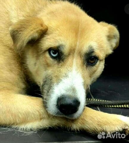 Собака Кира