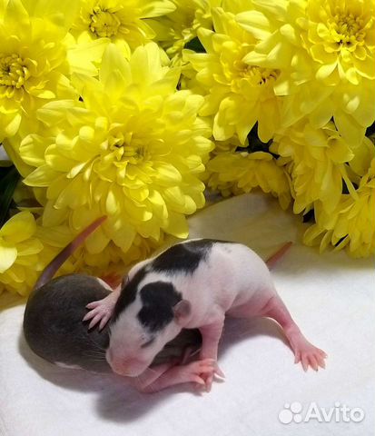 Крысята от ratlove13.85