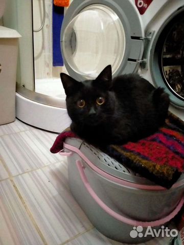 Бархатный чёрный котик в добрые руки