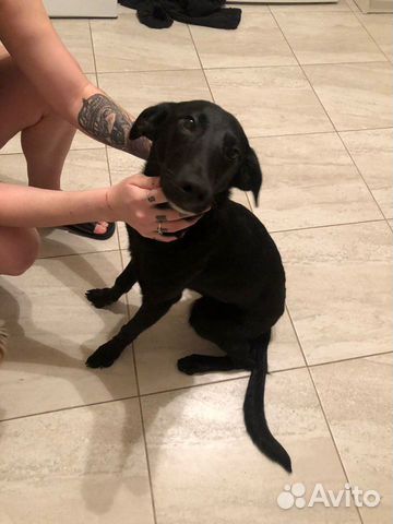 Очаровательный щенок лабрадора