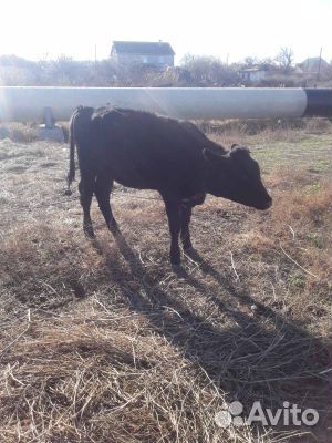 Продам телок 7мес. и 11мес