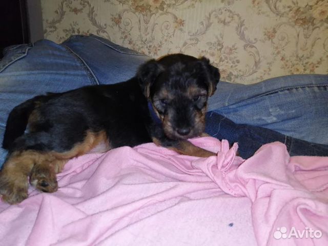 Вельштерьер щенки