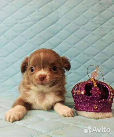 Чихуахуа лиловая девочка