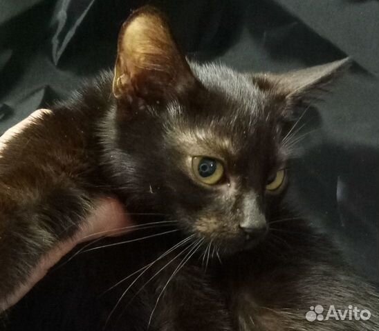 Котенька сиамо-ориентальная