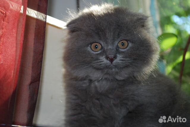 Котята шотландской породы (девочки )