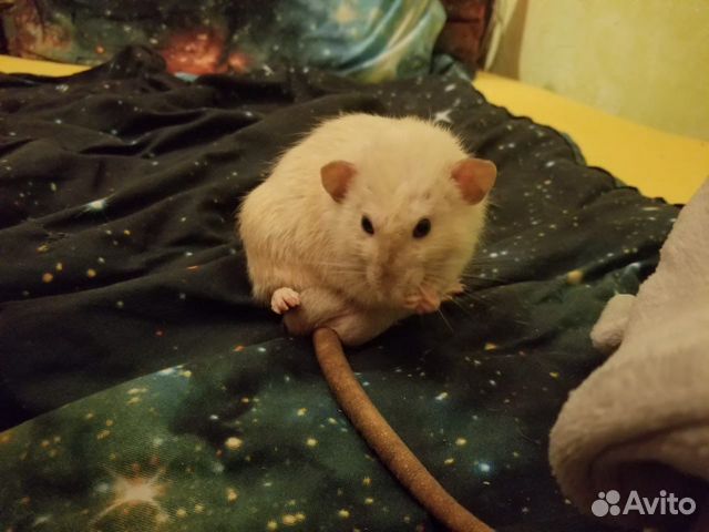 Вязка мальчиков крысят