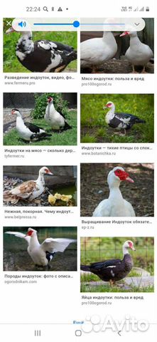 Индоутки