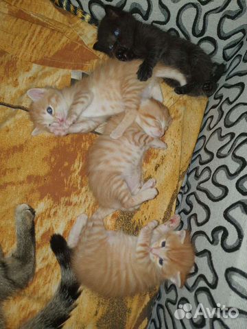 Котята в добрые руки