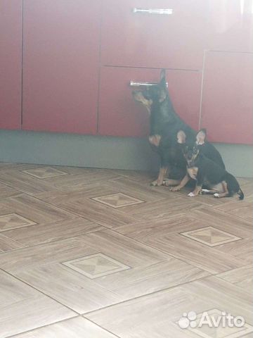 Той-терьер девочка