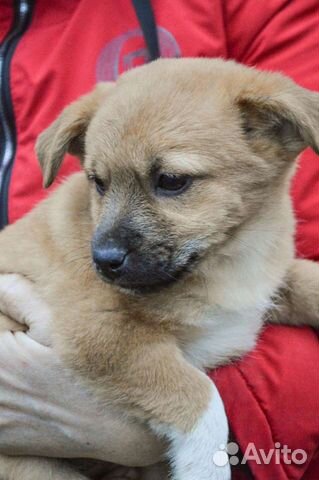 Зефирка в добрые руки