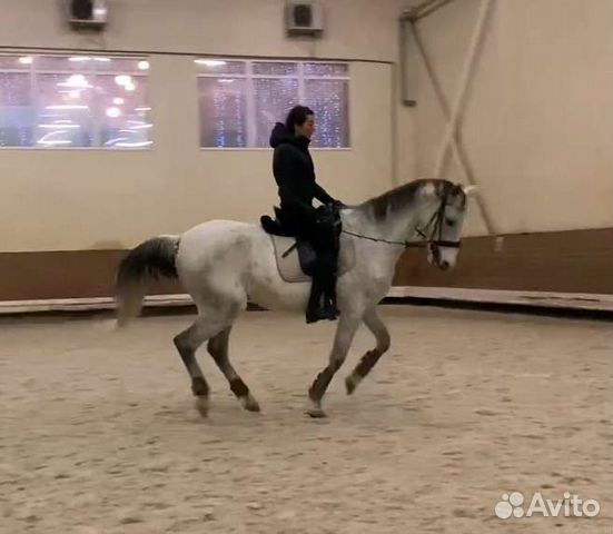 Мерин 10 лет