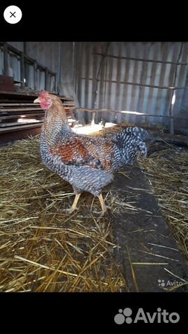 Куры билефельдер