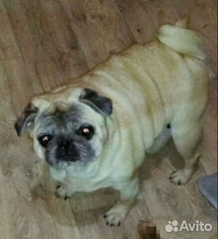 Мопс бесплатно