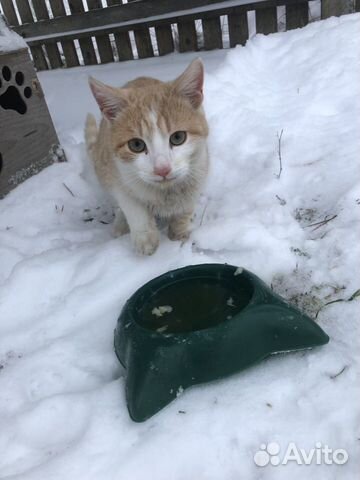 Котята ищут дом