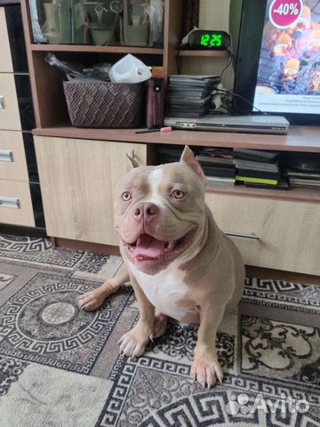 Амбулли вязка