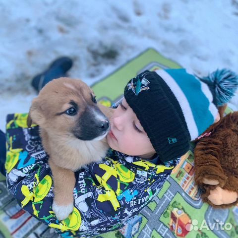 Помогите Щенкам Им нужен дом Мама и папа