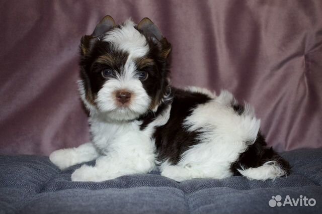 Бивер, Биро, Шоколадный йорк