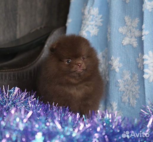 Шоколадное очарование