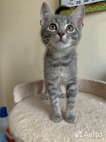 Котенок мальчик 4 мес