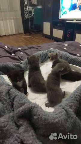 Котята в добрые руки
