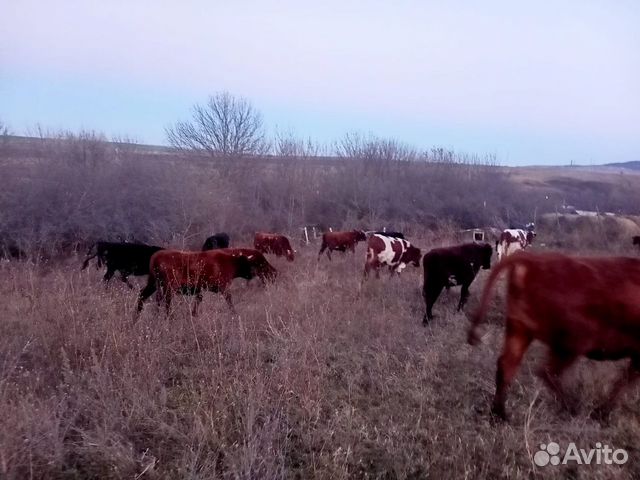 Продажа крс