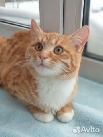 Золотой тигренок