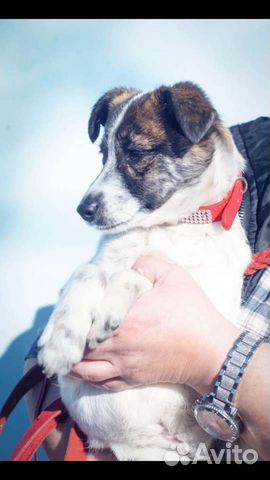 Собачка Айка в добрые руки