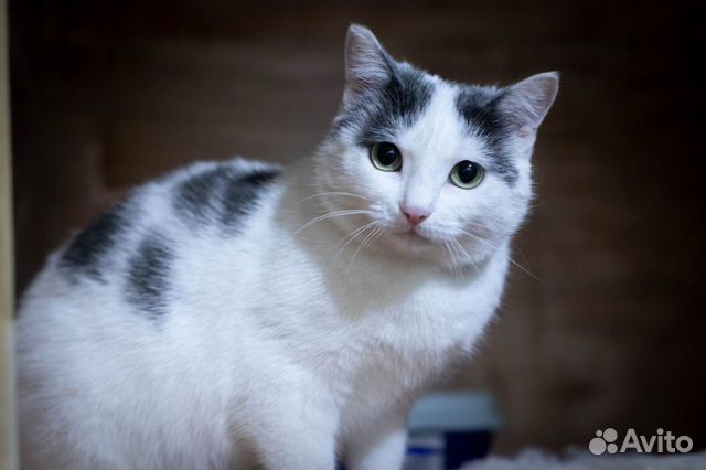 Кошечка-компаньон