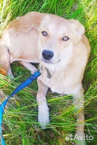 Собака Даша ждёт своего человека