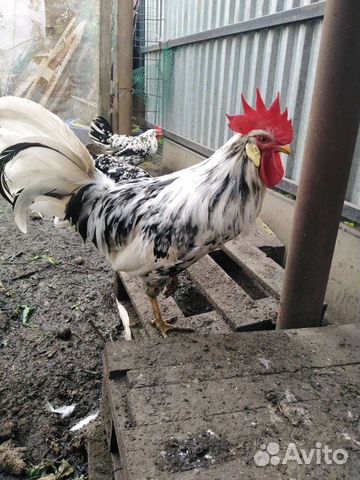 Куры Леггорн Далматинец