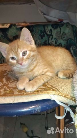 Рыжие малыши ищут новый дом