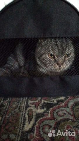 Шикарный кот ищет семью