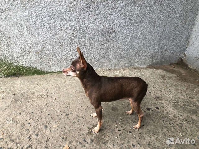 Ищем старых или новых хозяев, потеряшка